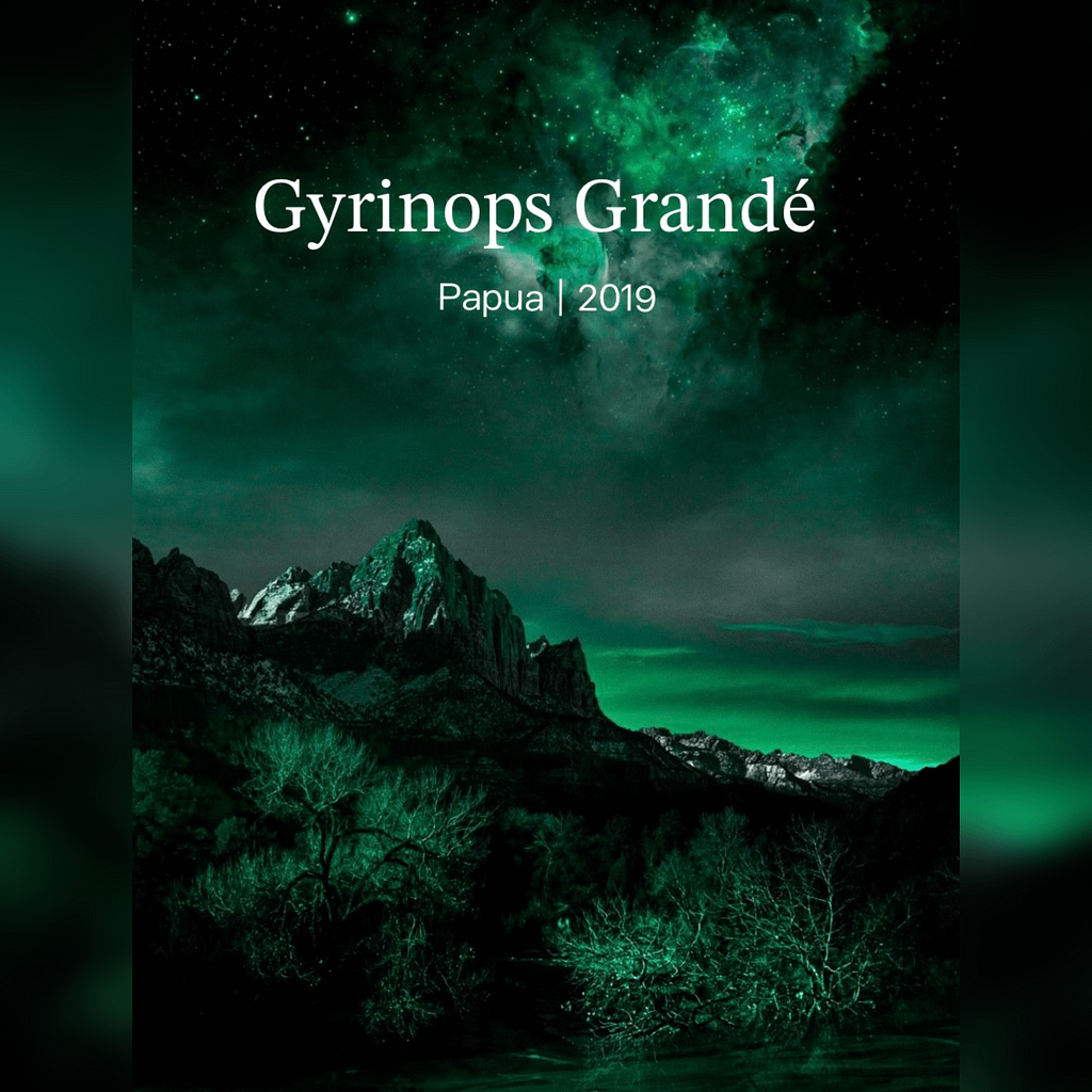 Gyrinops Grande - Tabeer Oud